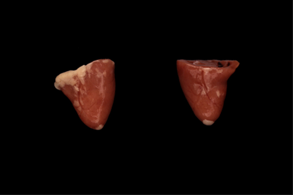 Worldwide Import and Export of Chicken Products | AJC International