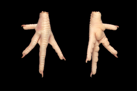 Worldwide Import and Export of Chicken Products | AJC International