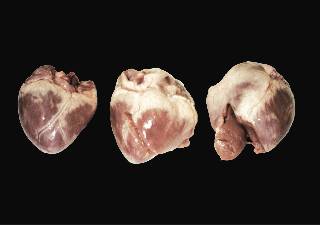 Worldwide Import and Export of Pork Offals